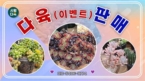 4월 13일토요일👍이벤트 명품다육 분포함 10개 초특가 판매영상 💕구독👍좋아요💕부탁 드립니다😍💕 Youtube