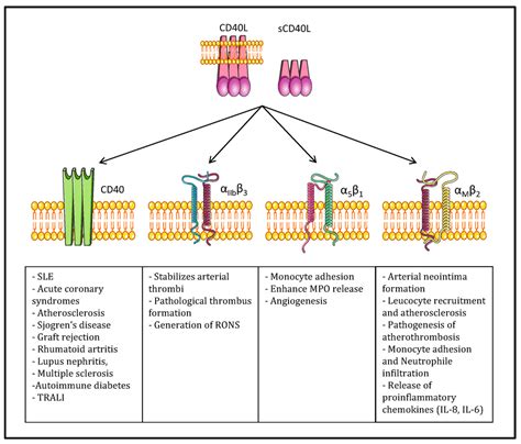 Ligand Du Cd40 Antigène Cd154 Cd40l Ligand Cd40l Ligand De Cd40