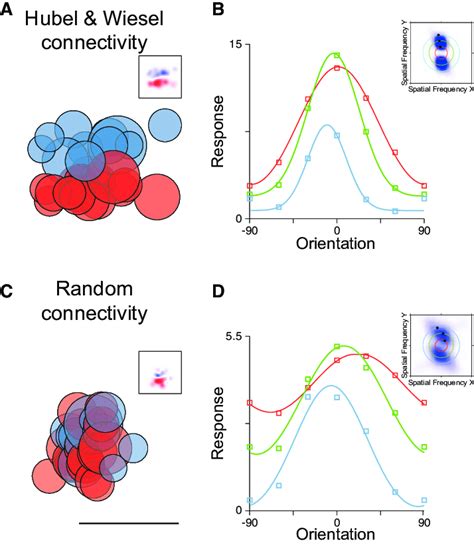 Receptive Fields Random Connectivity Spatial Frequency Sf Tuning Download Scientific