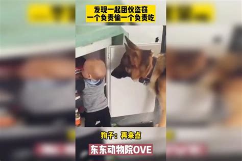 发现一起团伙盗窃，一个负责偷一个负责吃团伙