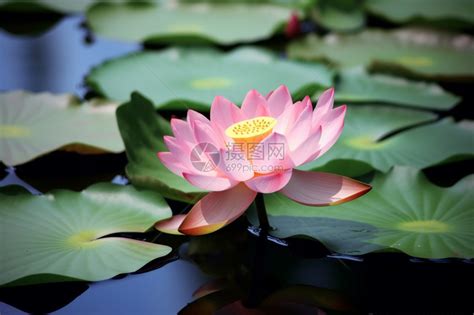 池塘里的荷花高清图片下载 正版图片600369492 摄图网