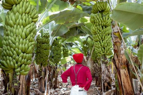 A Comprehensive Banana Farming Guide For Beginners