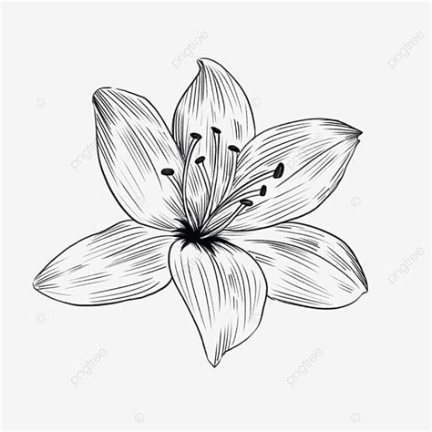 Disegni Semplici Di Fiori A Matita Colorata