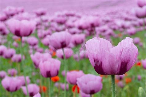 Violet Pink Flowers Of The Opium Poppy Against The Background Of The