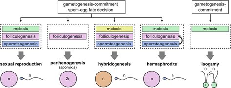 Modular Structure Of Gametogenesis Initial Events Of Download Scientific Diagram