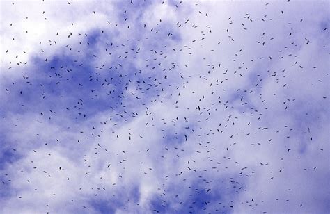 Counting A Million Raptors Over Veracruz Birdnote