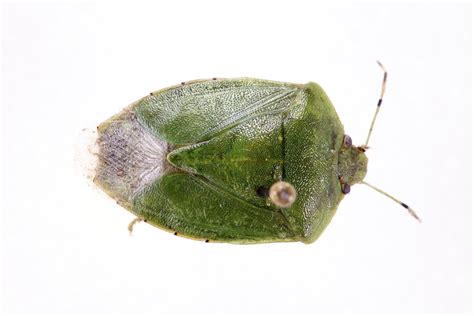 Common True Bugs — Texas Insect Identification Tools