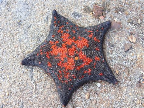 불가사리 우만위키