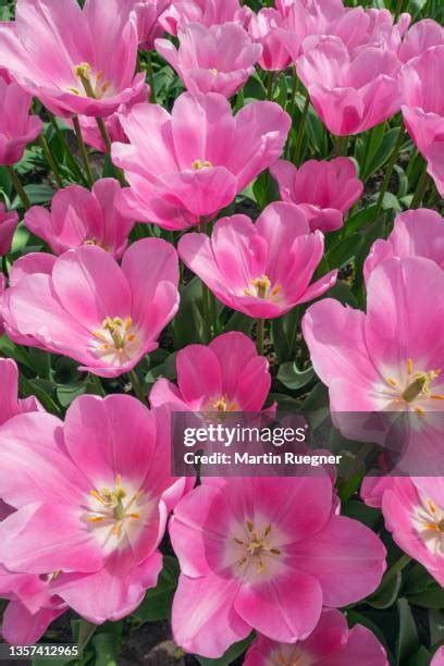 20 Mistress Blossom Stock Photos, High-Res Pictures, and Images - Getty ...