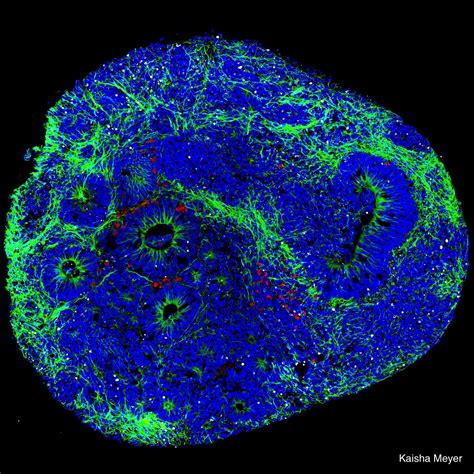 Apply To Utsa Neuro Phd