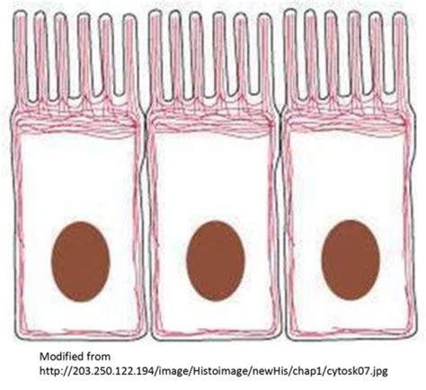 Cytoskeleton L3 Flashcards Quizlet
