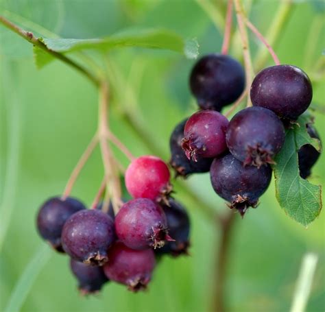 Amelanchier Alnifolia Juneberry Pidgeon Berry Saskatoon Serviceberry