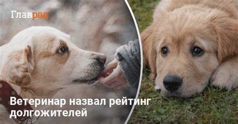 Какие породы собак живут дольше всего ветеринар назвал топ 5 пород
