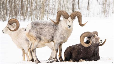 6 Horned Sheep