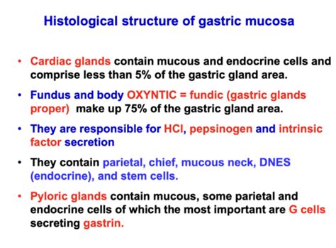 Gi Tract Esophagus Stomach Lecture Flashcards Quizlet