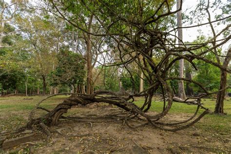Preserving Your Landscape Tree Trimming In Broken Arrow Crosby Arborist