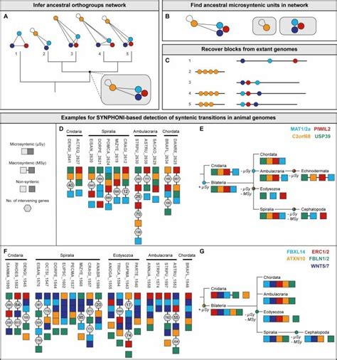 Synphoni Based Detection Of Evolutionary Transitions In Genetic