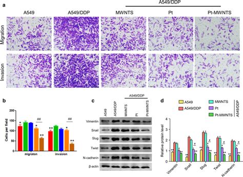 Pt Mwnts Effects On Nsclc Cells Migration Invasion And Emt Progress A