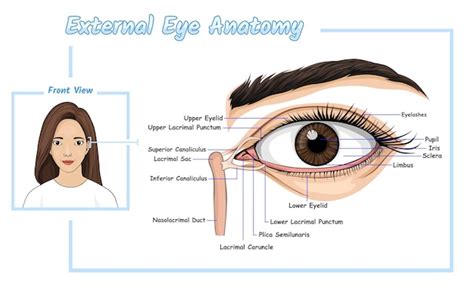 Premium Vector External Eye Anatomy