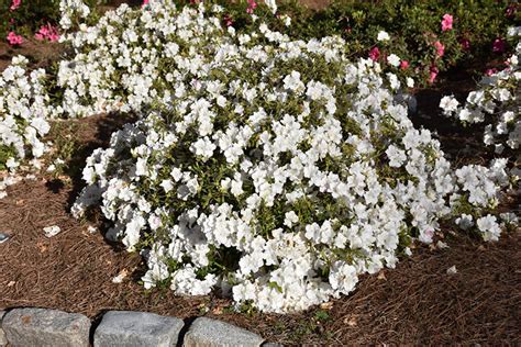 Encore Autumn Starlite Azalea Rhododendron Roblem In Greensboro