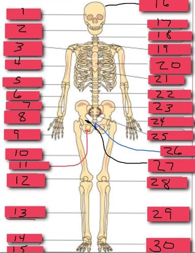 Appendicular Skeleton Quiz