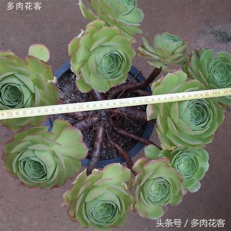 多肉植物老樁系列 這樣的根莖養的時間不短了吧 每日頭條