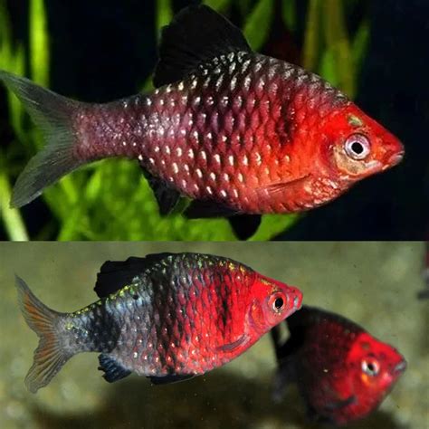 Barb Black Ruby Aquarium Gallery
