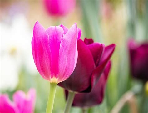Bunga Tulp Tanaman Foto Gratis Di Pixabay Pixabay
