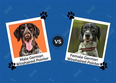 Male Vs Female German Wirehaired Pointer Differences With Pictures Hepper