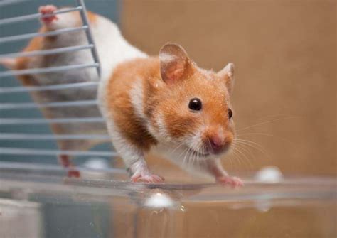 Hamster richtig halten