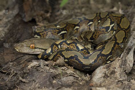 网蟒 python reticulatus