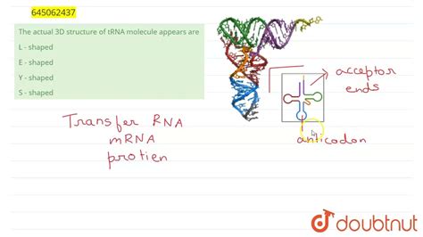 Mrna Structure 3d