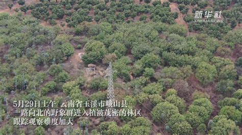 紧密追踪！请注意 这里有野象出没凤凰网视频凤凰网