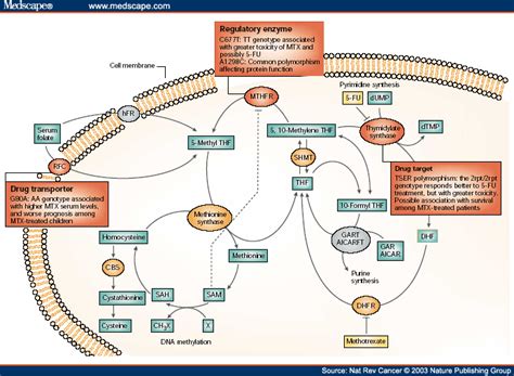 Folate Metabolism Methotrexate