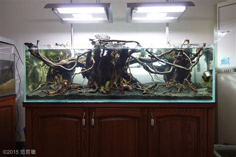 Aga Aquascaping Contest