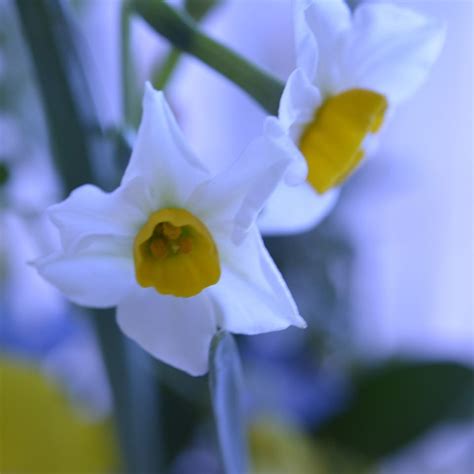 雪中花と名をもつ厳寒で凛と咲く冬季の花の最上とされる日本水仙 floristofinstagram florist daffodil narcissus smallflowers