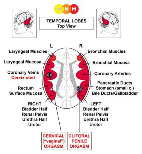 Female Sexual Organs