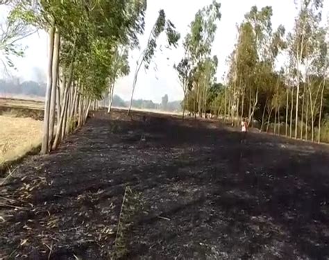 Ten Bighas Of Wheat Crop Burnt To Ashes Due To Fire Due To Unknown