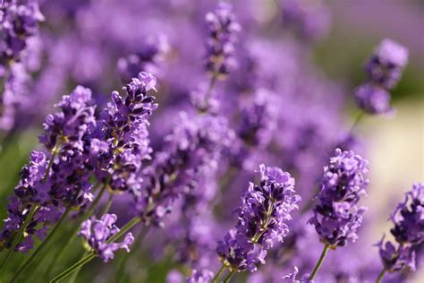 Que Sont Les Jardins Secs Et Pourquoi Ils Séduisent De Plus En Plus Les