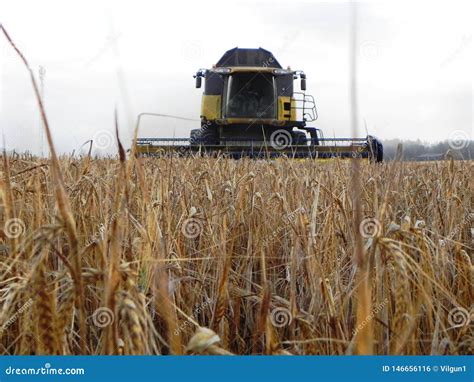The Combine Mows Grass In Summer Field Harvesting After The Summer