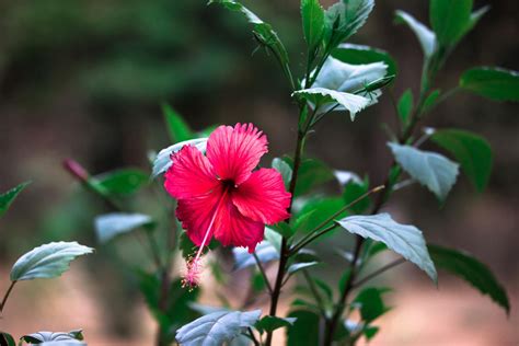 Hibiscus For Money गुड़हल के फूल के उपाय Gudhal Ke Phool Ke Totke