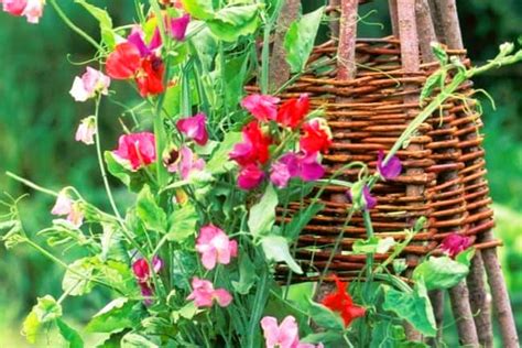 28 Best Diy Pea Trellis Ideas To Boost Your Gardens Productivity
