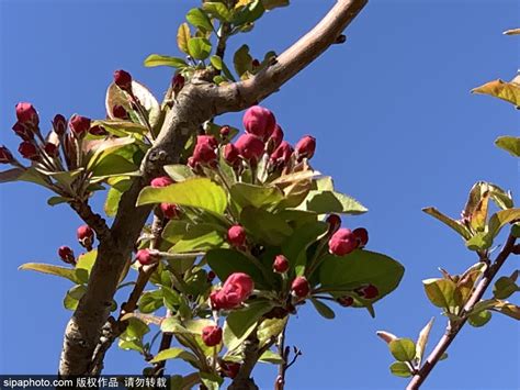 海棠花溪花苞初露春律行将半繁枝忽竞芬