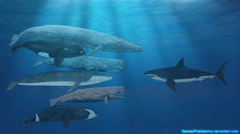 Whales And Megalodon Dinosaur Home