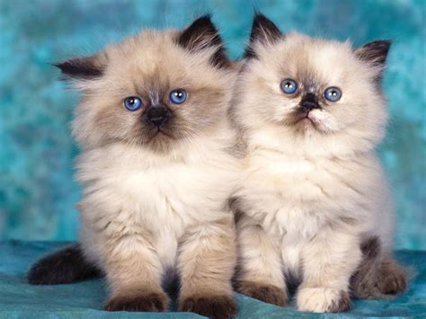 Funny Cute Cats And Puppies Cats