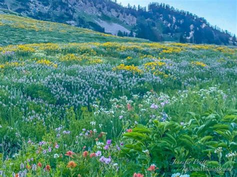 Wildflowers In Utah Utah Hiking Beauty