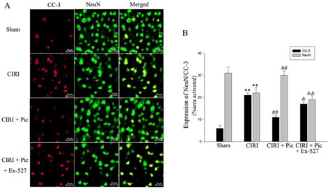 Piceatannol Protects Against Cerebral Ischemia Reperfusion‑induced