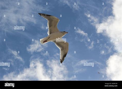 Single White Seagull Bird Flying In A Cloudy Blue Sky Wings Open