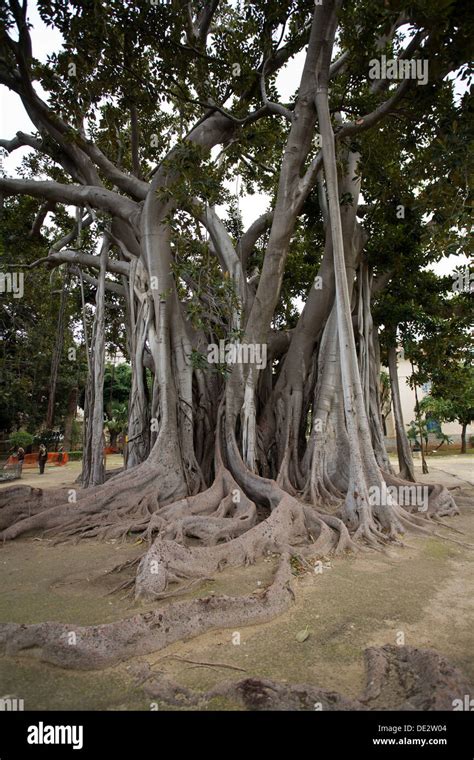 The Typical Aerial Roots Of The Ficus Macrophylla Or The Moreton Bay
