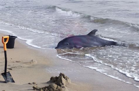 На западном побережье Крыма неравнодушные жители спасли дельфина